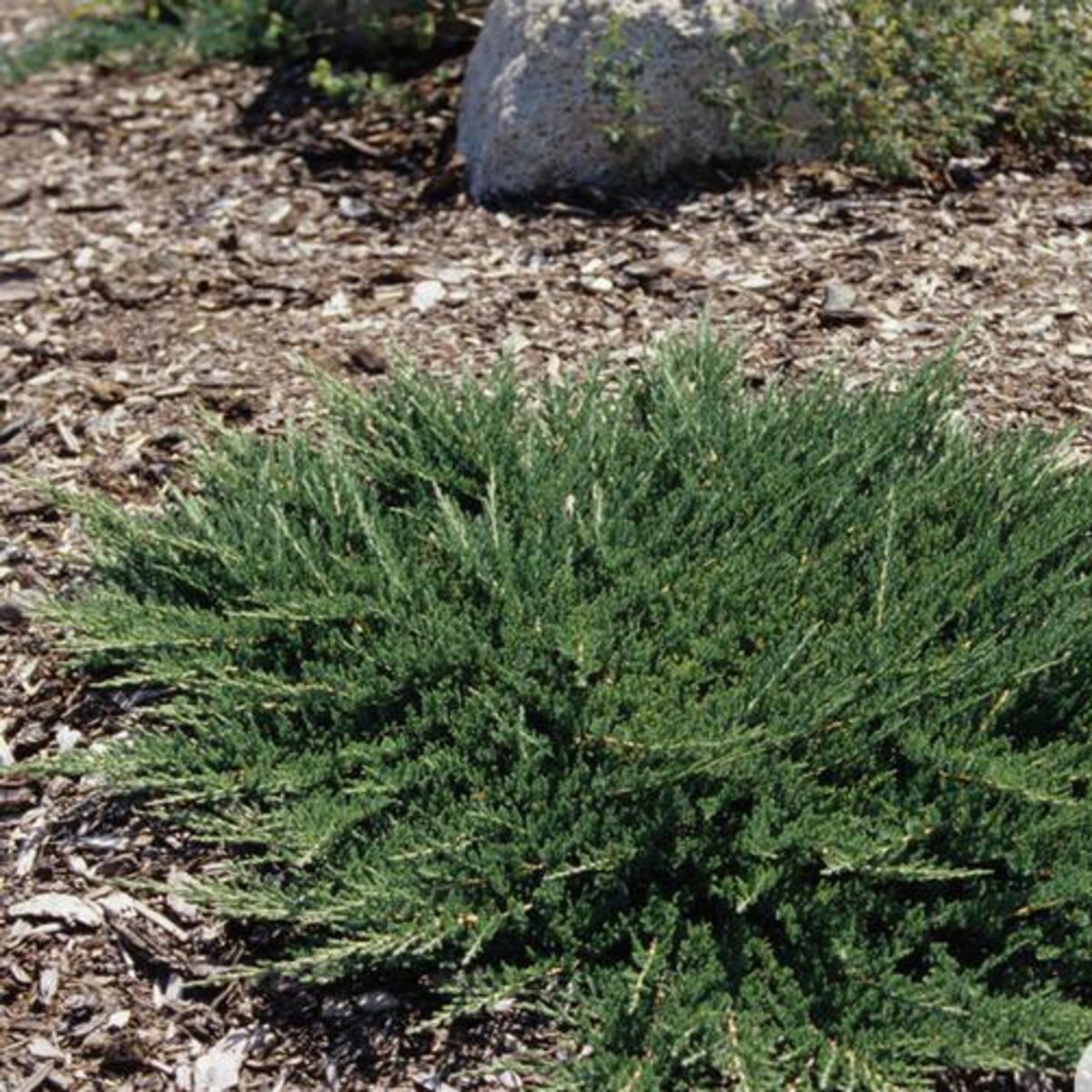 Juniperus Sabina Mini Arcadia Savin Juniper | SiteOne