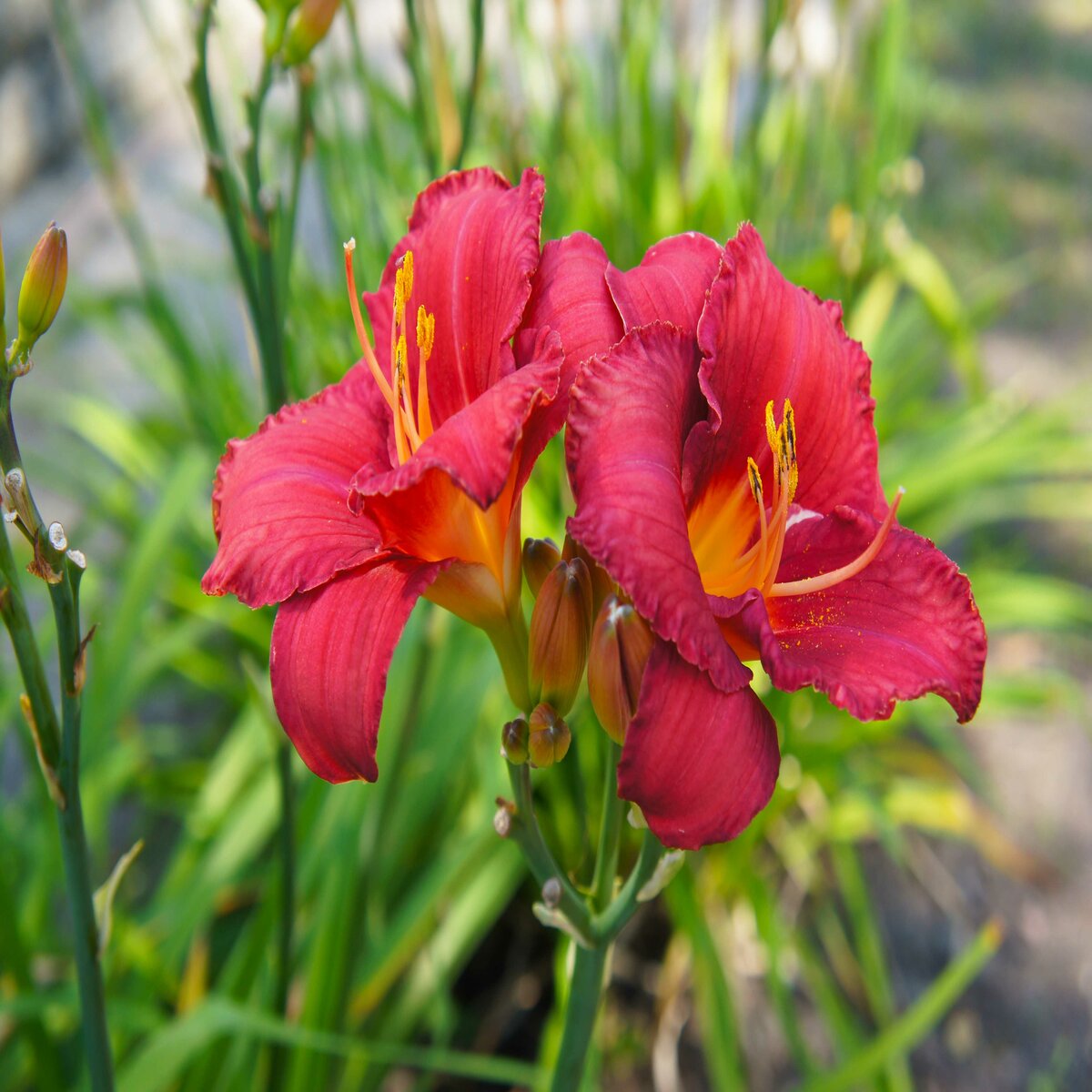 Hemerocallis X Ruby Stella Daylily | SiteOne