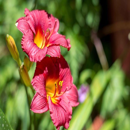 Hemerocallis X Ruby Stella Daylily | SiteOne