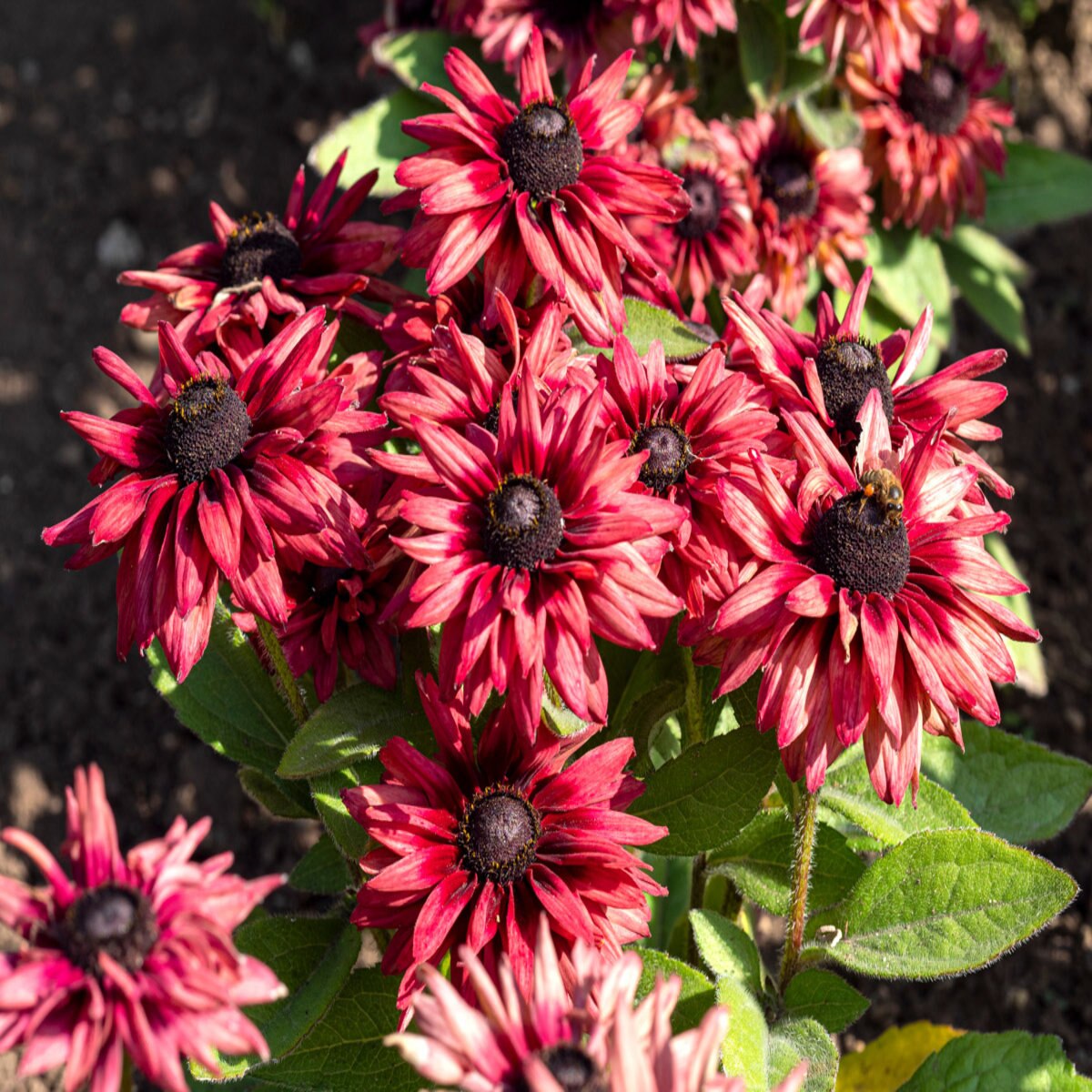 Rudbeckia Hirta Cherry Brandy Black-Eyed Susan | SiteOne