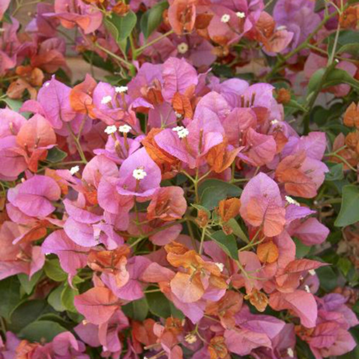 Bougainvillea Rosenka Bougainvillea | SiteOne
