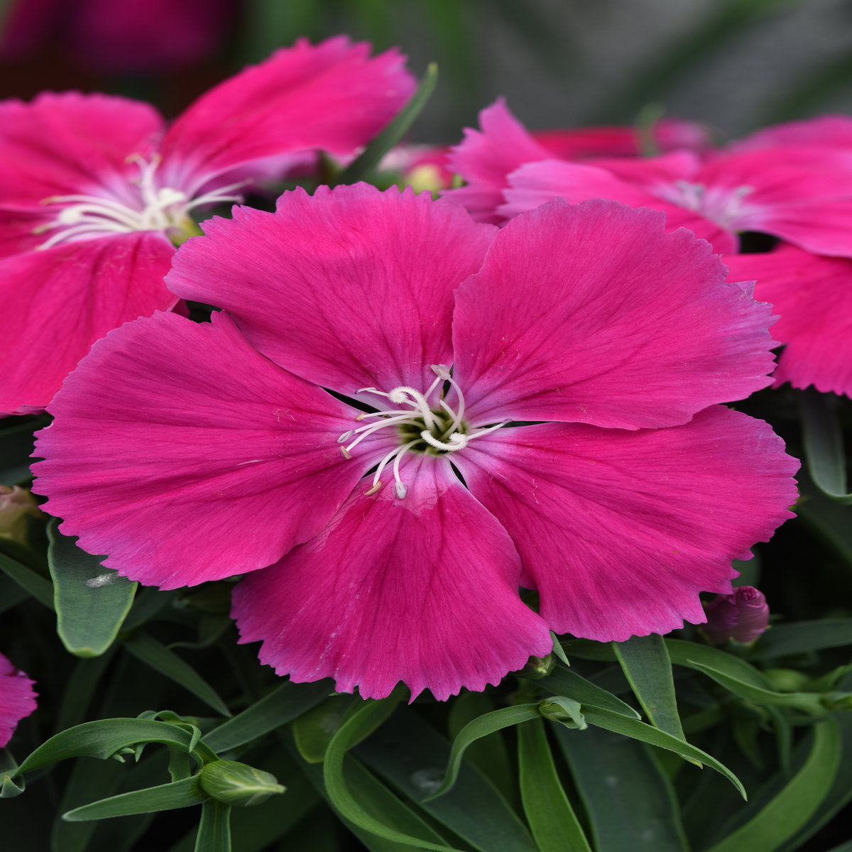 Dianthus Chinensis Coronet Rose China Pinks | SiteOne