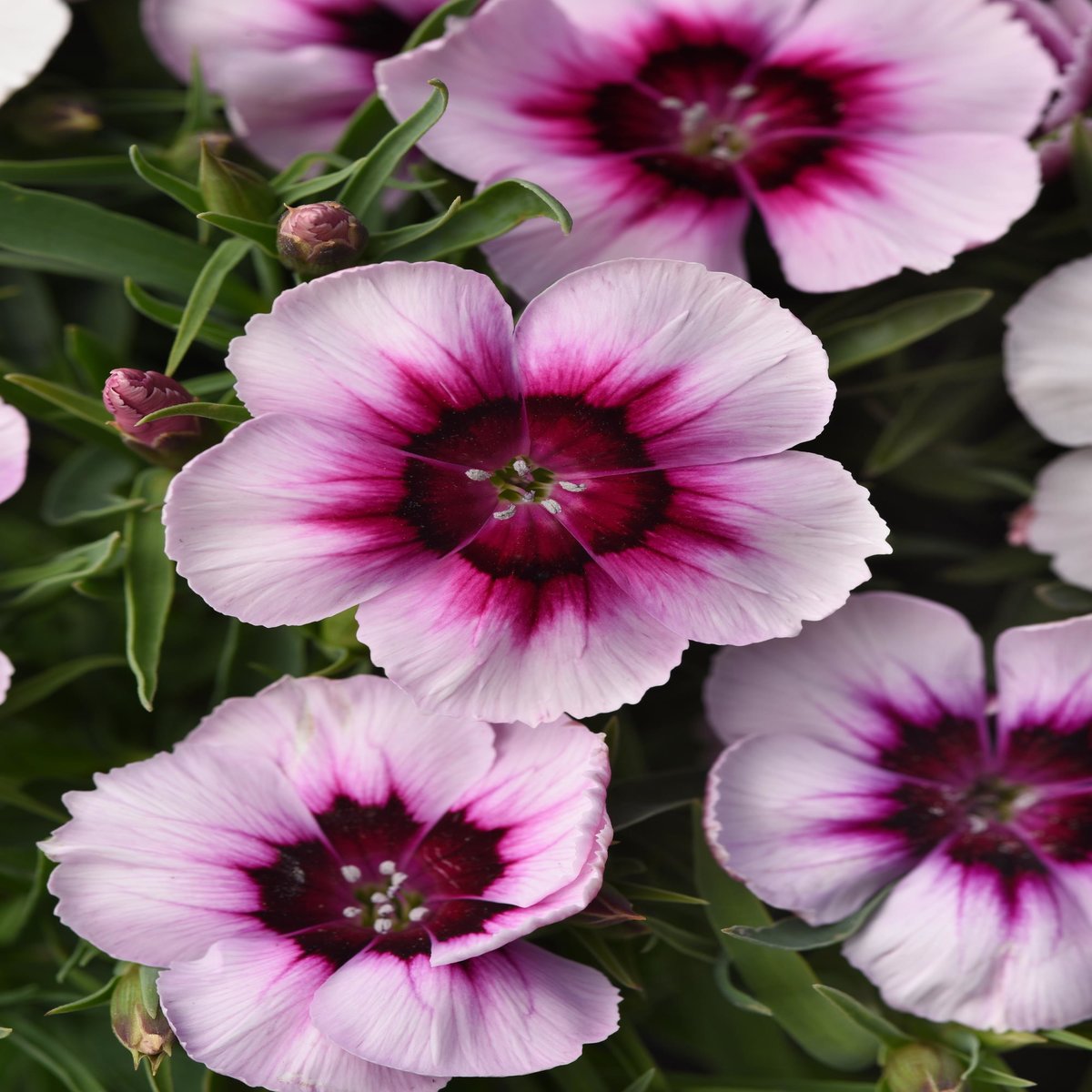 Dianthus Chinensis Coronet White Purple Eye China Pinks | SiteOne