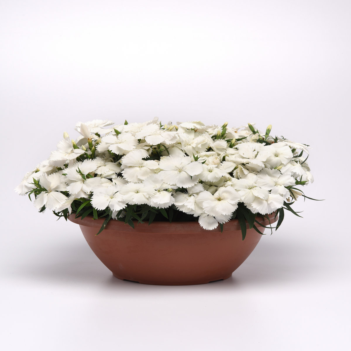 Dianthus Chinensis Coronet White China Pinks | SiteOne