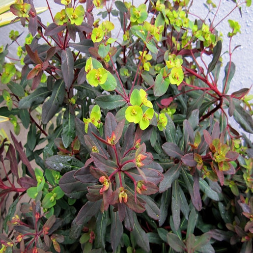 Euphorbia Amygdaloides Waleuphglo Ruby Glow Wood Spurge | SiteOne