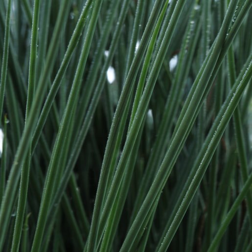 Juncus Inflexus ColorGrass Blue Arrows Rush | SiteOne