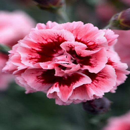 Dianthus X Scent First Sugar Plum Pinks | SiteOne