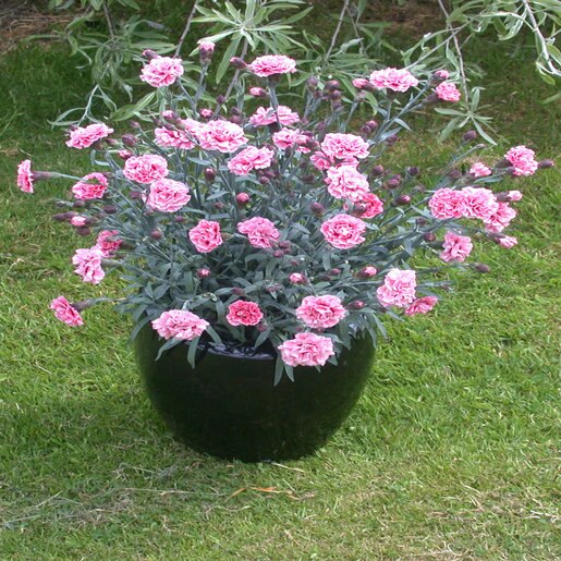 Dianthus X Scent First Sugar Plum Pinks | SiteOne