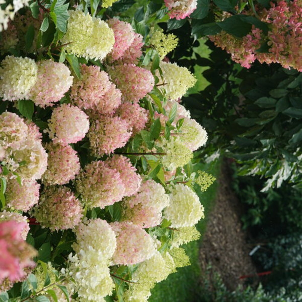 Hydrangea Paniculata Fire Light Tidbit Panicle Hydrange | SiteOne