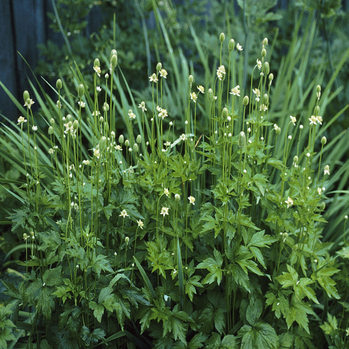 Anemone Virginiana Tall Thimbleweed | SiteOne