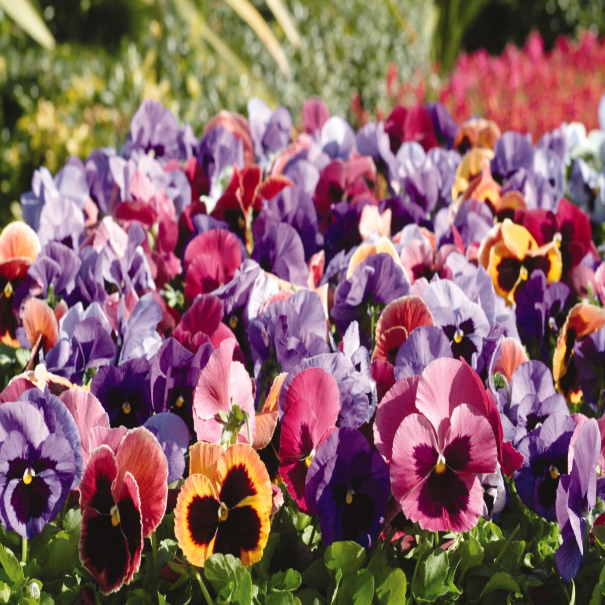 Viola X Wittrockiana Matrix Coastal Sunrise Mixture Pan | SiteOne