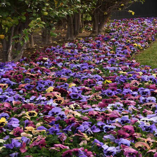 Viola X Wittrockiana Matrix Coastal Sunrise Mixture Pan | SiteOne