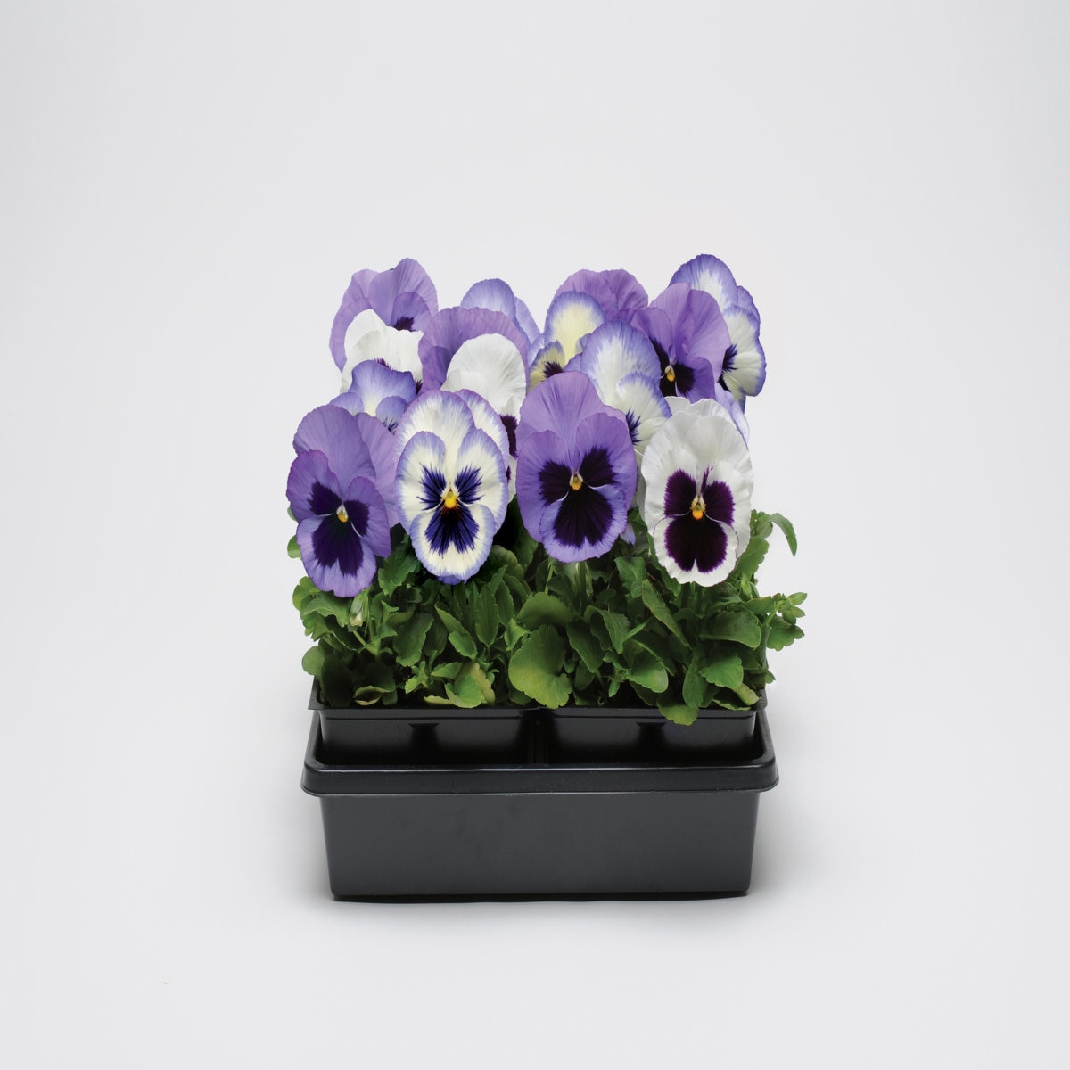Viola X Wittrockiana Matrix Ocean Breeze Mixture Pansy | SiteOne