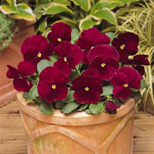Viola X Wittrockiana Matrix Rose Pansy | SiteOne