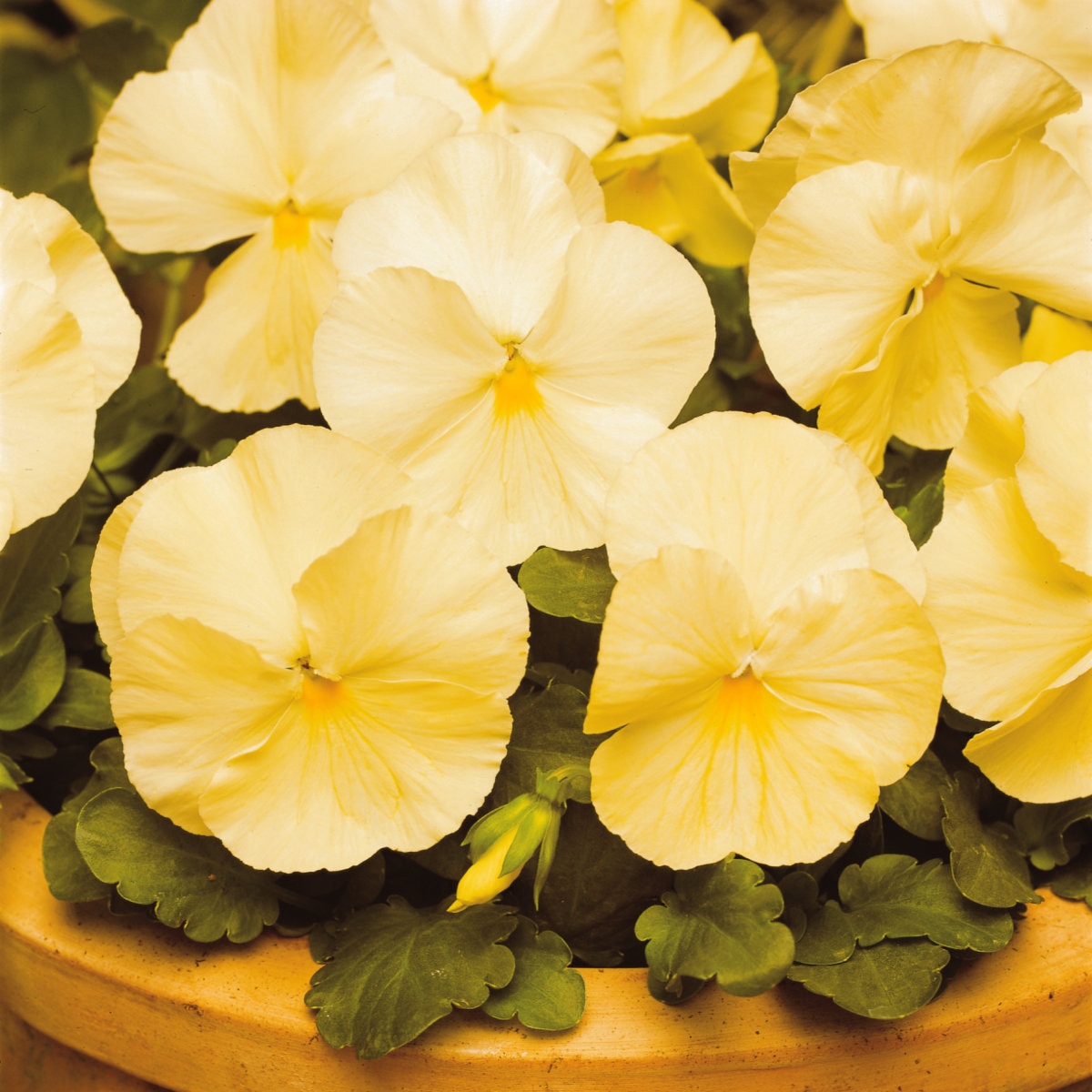 Viola X Wittrockiana Matrix Primrose Pansy | SiteOne