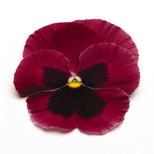 Viola X Wittrockiana Matrix Rose Blotch Pansy | SiteOne