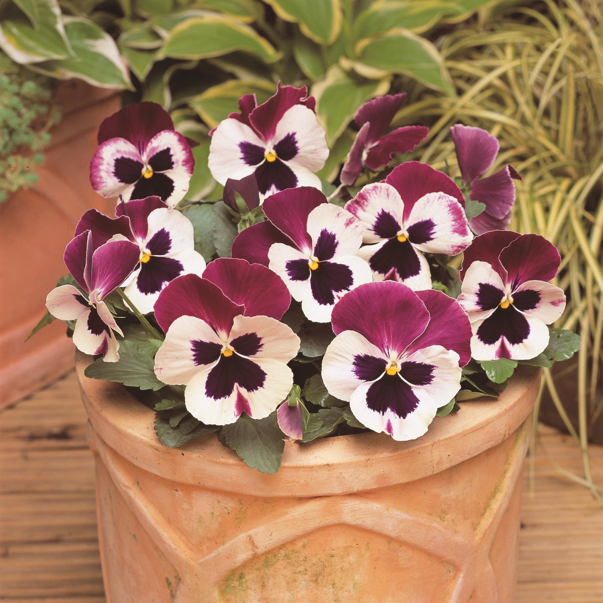 Viola X Wittrockiana Matrix Rose Wing Pansy | SiteOne