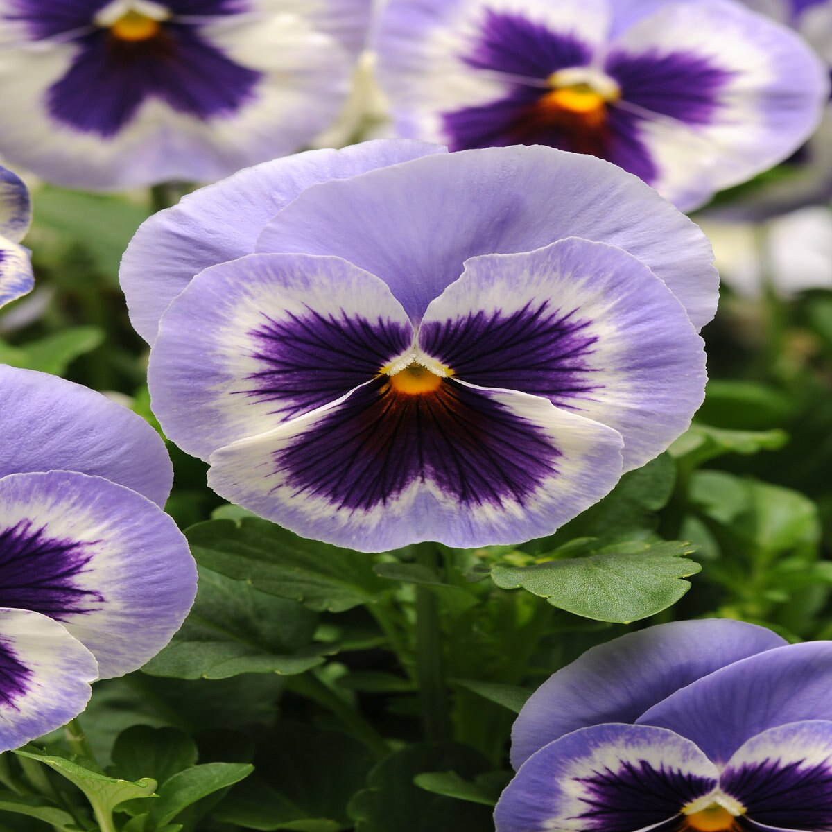 Viola X Wittrockiana Spring Matrix Blue Wing Pansy | SiteOne