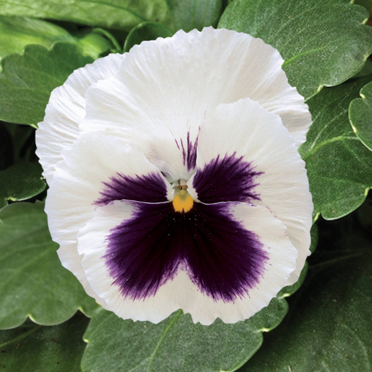 Viola X Wittrockiana Colossus White Blotch Pansy | SiteOne