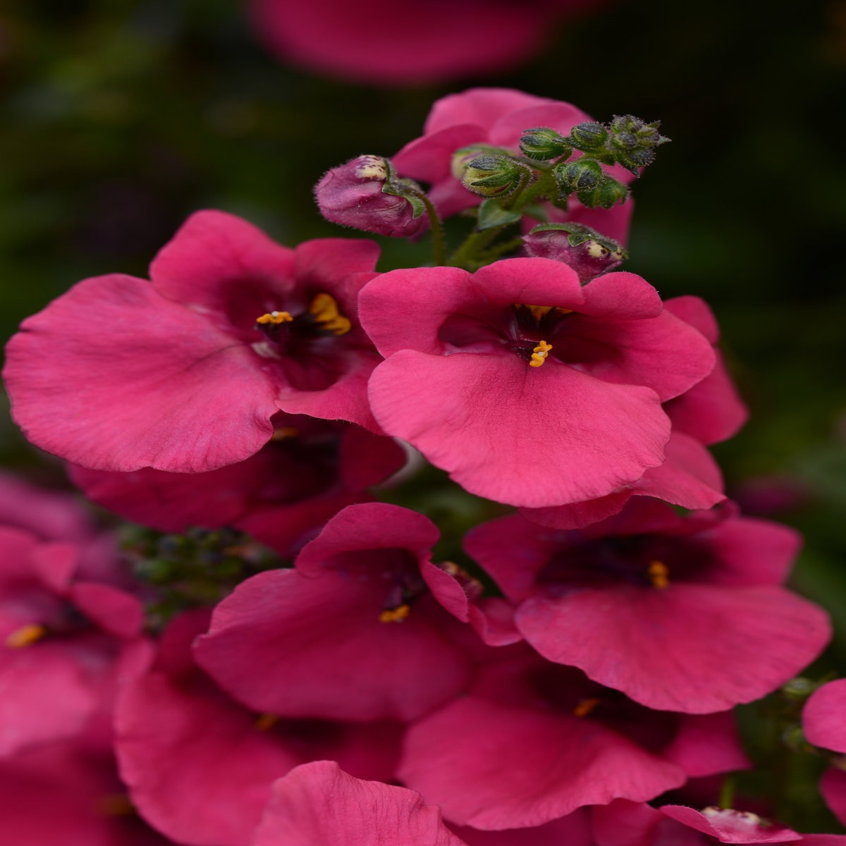 Diascia Barberae Juliet Rose Diascia | SiteOne