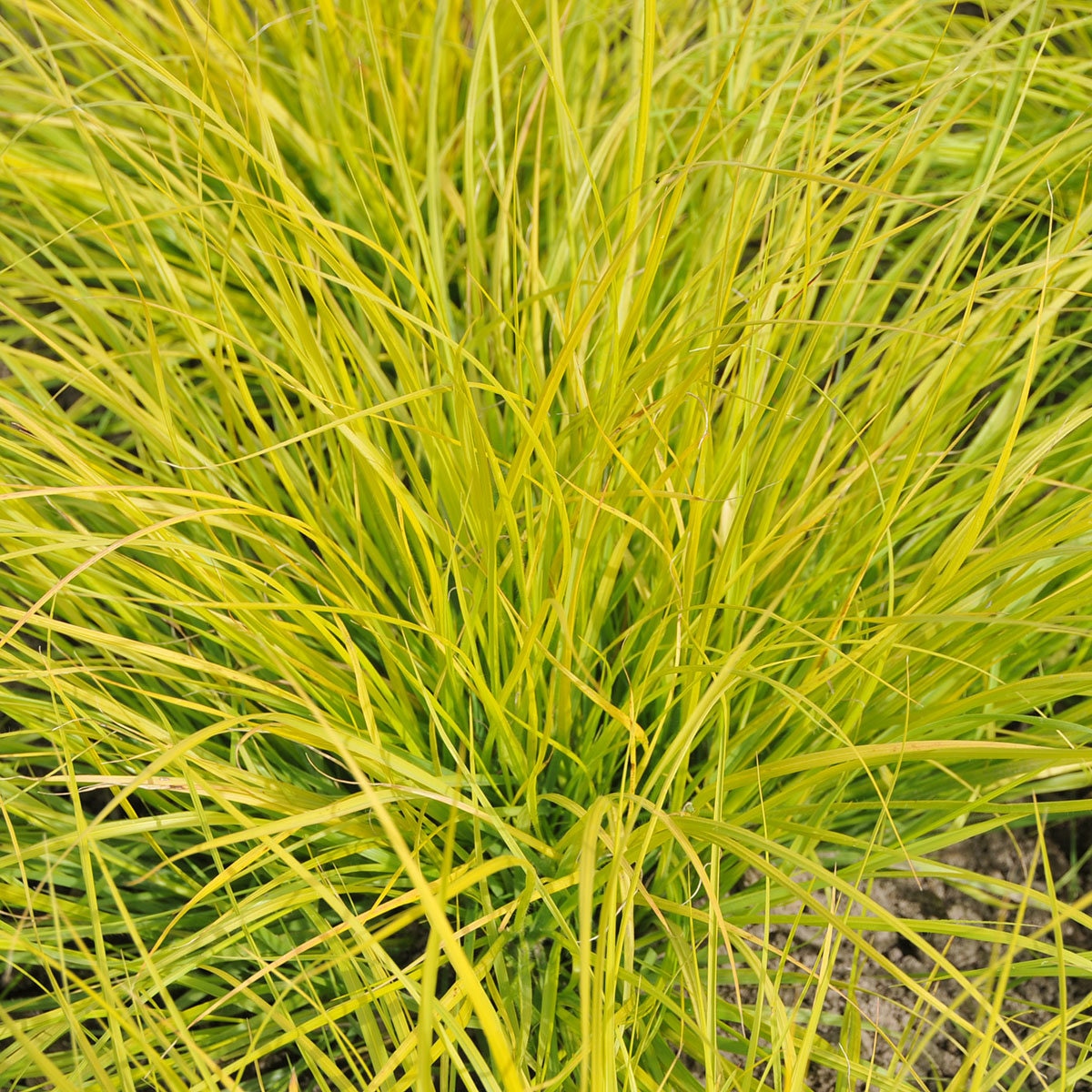 Pennisetum Alopecuroides Lumen Gold Fountain Grass | SiteOne