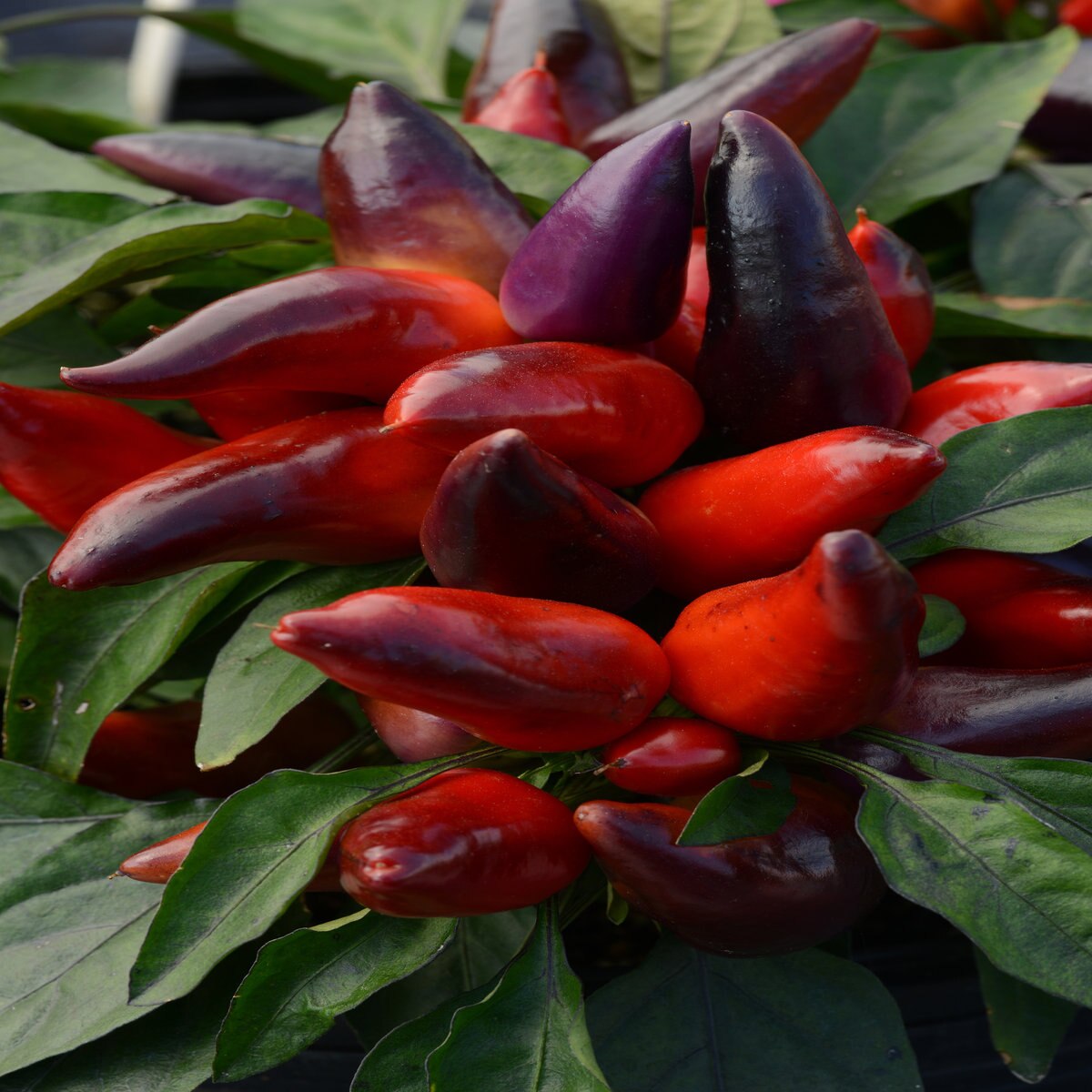 Capsicum Annuum Wicked Ornamental Pepper | SiteOne