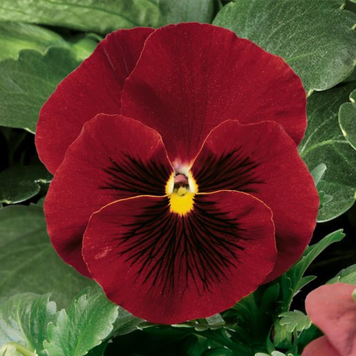 Viola X Wittrockiana Delta Pure Red Pansy | SiteOne