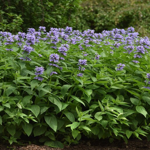 Nepeta Subsessilis Prelude Blue Japanese Catmint | SiteOne