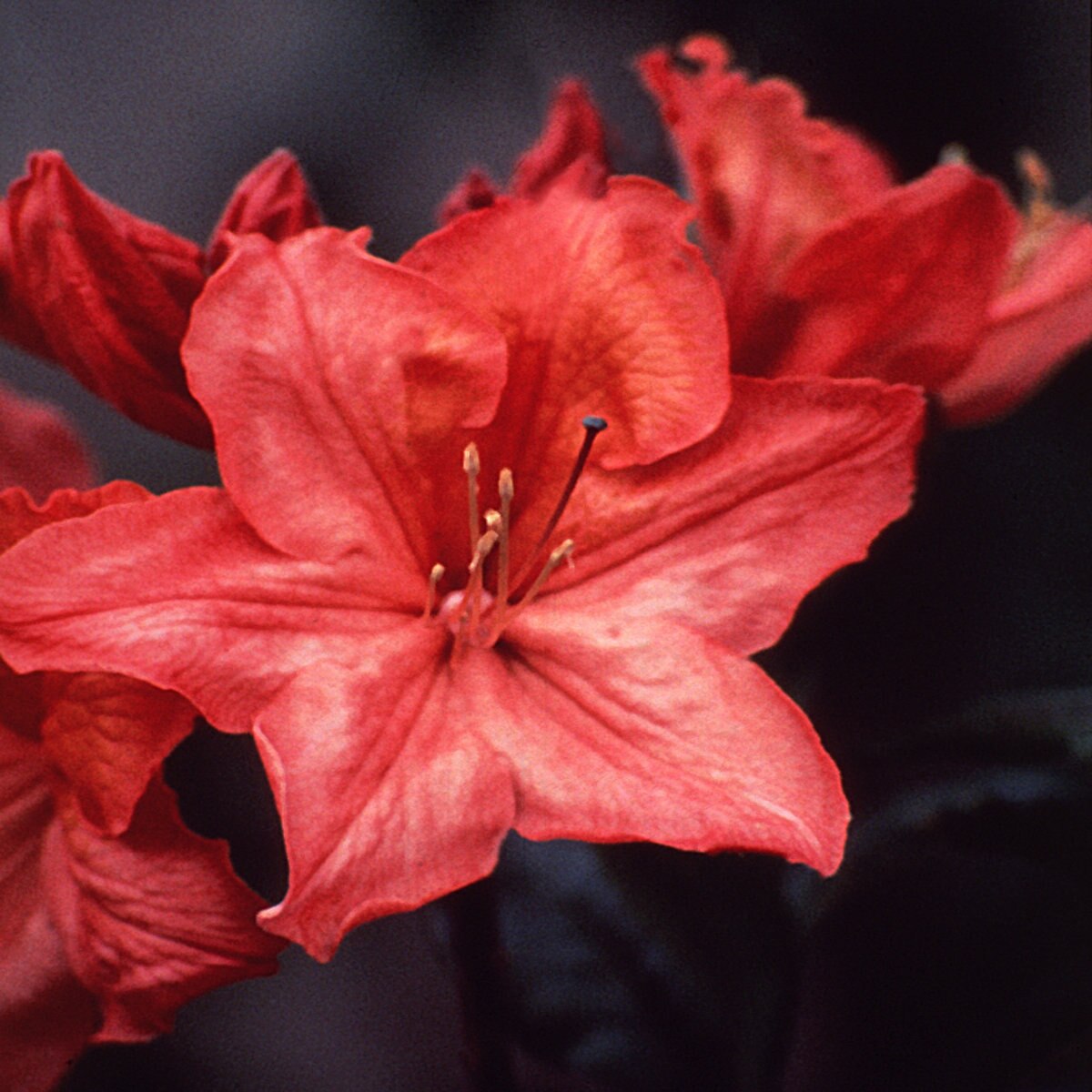 Rhododendron X Mount Saint Helens Azalea | SiteOne