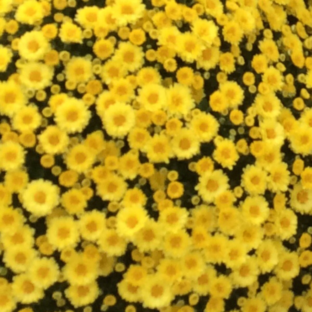 Chrysanthemum X Morifolium Staviski Yellow Garden Mum | SiteOne