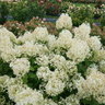 Hydrangea Paniculata Puffer Fish Panicle Hydrangea | SiteOne
