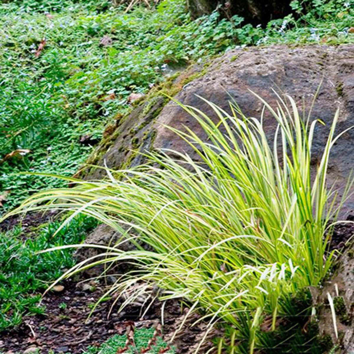 Acorus Gramineus Ogon Golden Variegated Sweet Flag | SiteOne