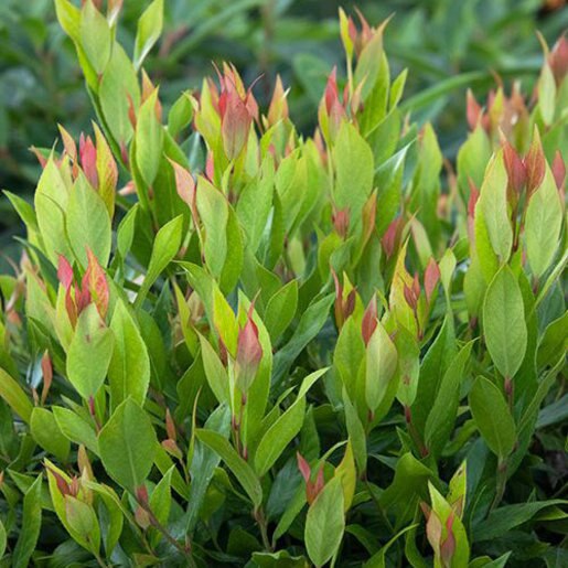 Leucothoe Fontanesiana Leafscape Little Flames Doghobbl | SiteOne