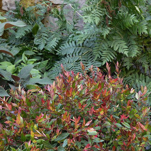 Leucothoe Fontanesiana Leafscape Little Flames Doghobbl | SiteOne