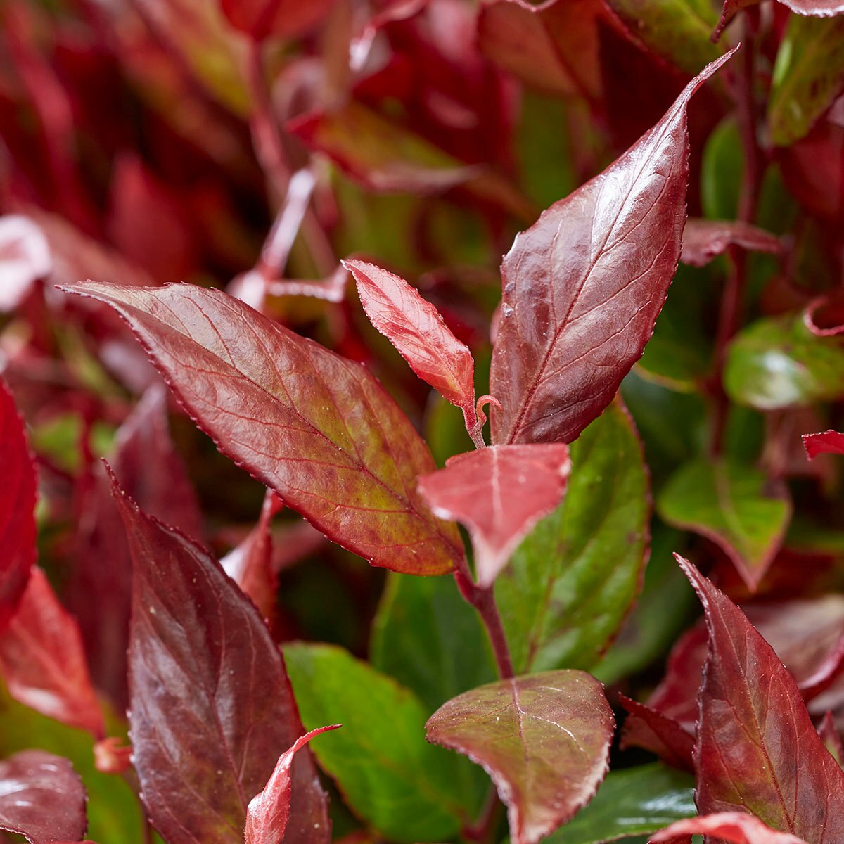Leucothoe Fontanesiana Leafscape Little Flames Doghobbl | SiteOne