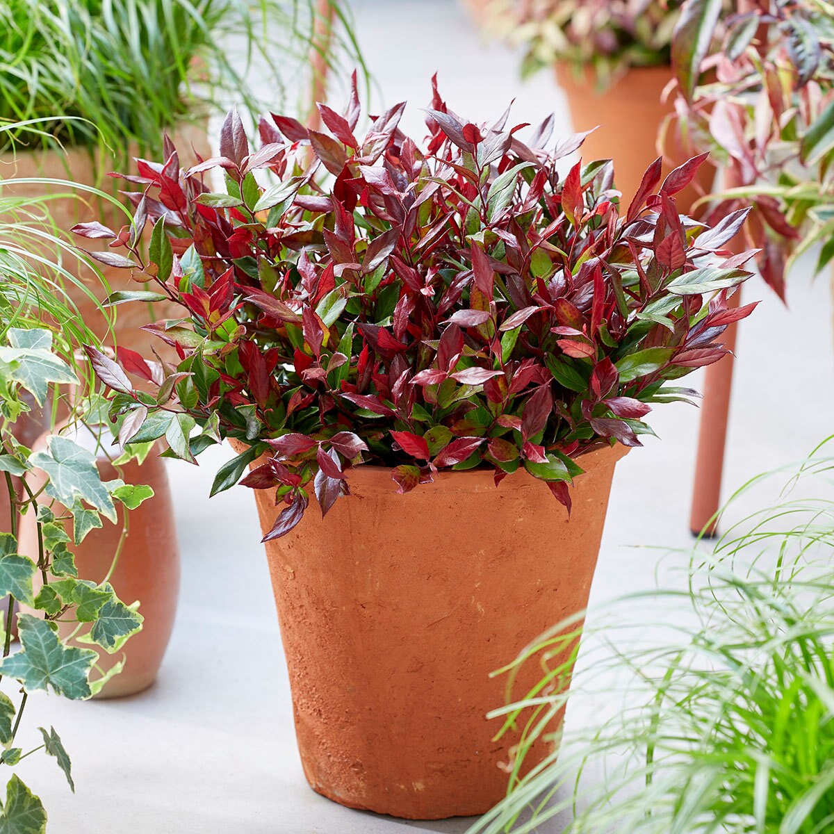 Leucothoe Fontanesiana Leafscape Little Flames Doghobbl | SiteOne