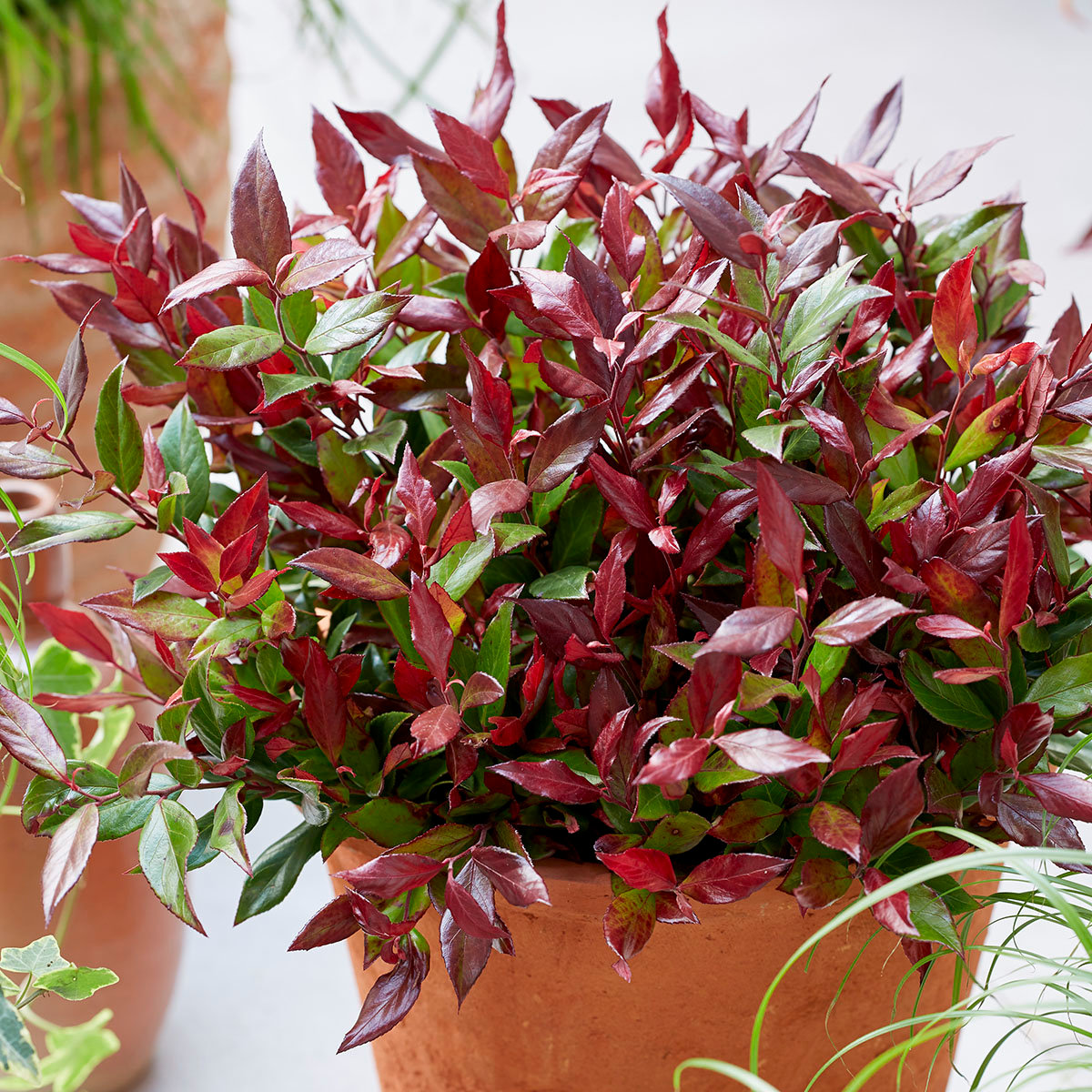 Leucothoe Fontanesiana Leafscape Little Flames Doghobbl | SiteOne