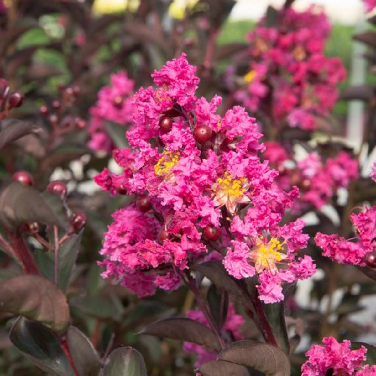 Lagerstroemia Indica Delta Fusion Crape Myrtle | SiteOne