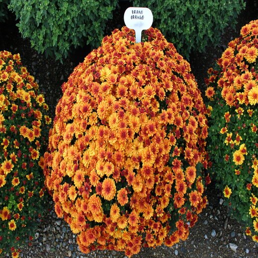 Chrysanthemum X Morifolium Urano Orange Belgian Mum | SiteOne