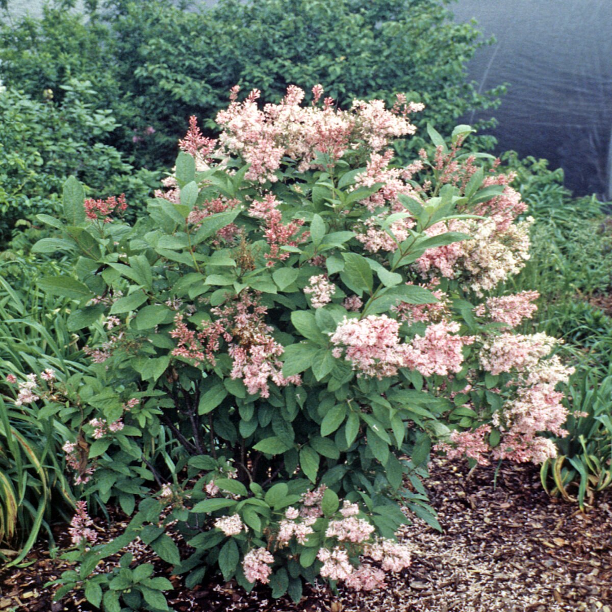 Syringa X James Macfarlane Lilac | SiteOne