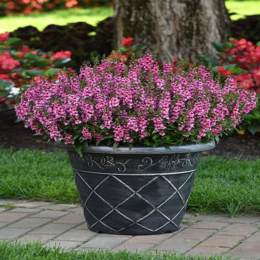 Angelonia Angustifolia Serena Rose Summer Snapdragon | SiteOne