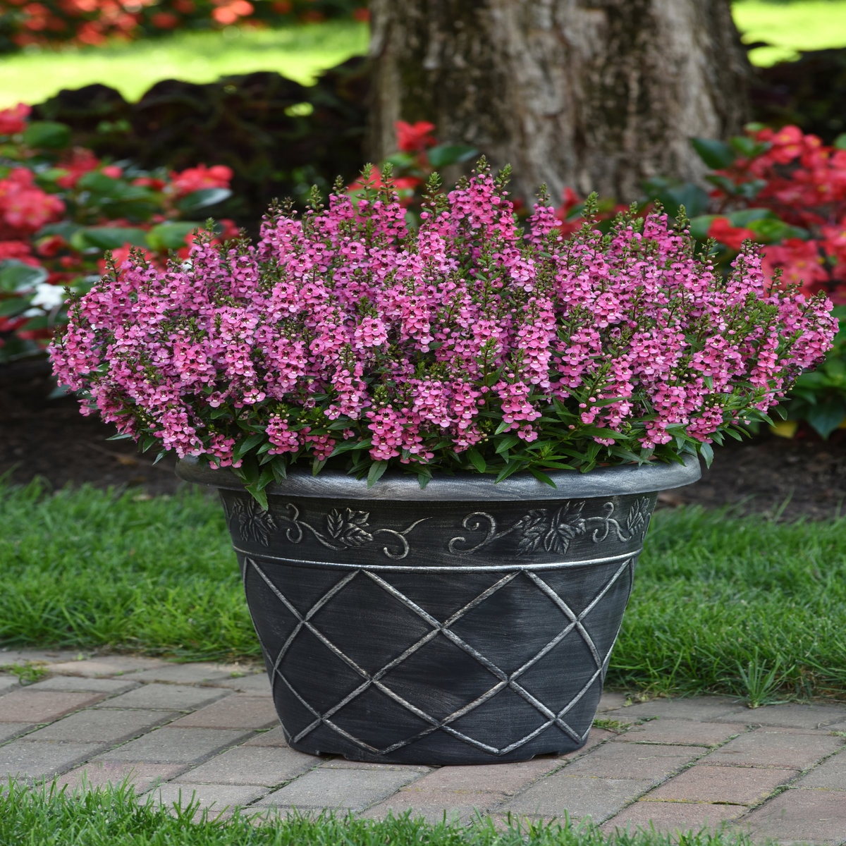 Angelonia Angustifolia Serena Rose Summer Snapdragon | SiteOne