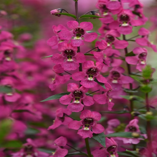 Angelonia Angustifolia Serena Rose Summer Snapdragon | SiteOne
