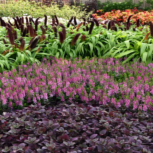 Angelonia Angustifolia Serena Rose Summer Snapdragon | SiteOne