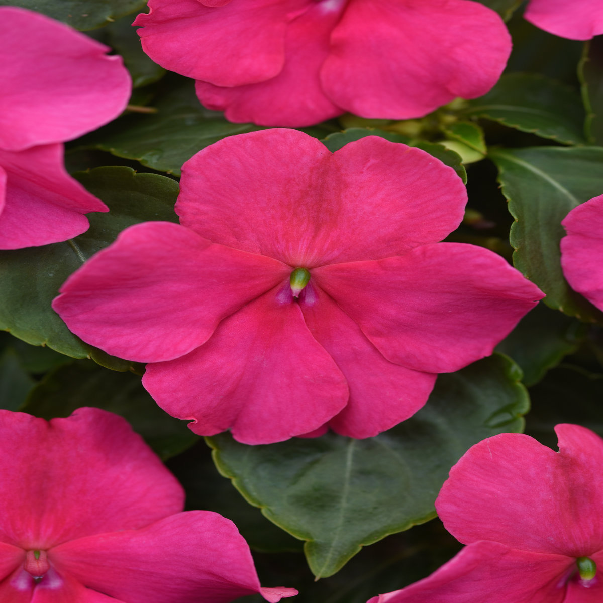 Impatiens Walleriana Beacon Rose Impatiens | SiteOne