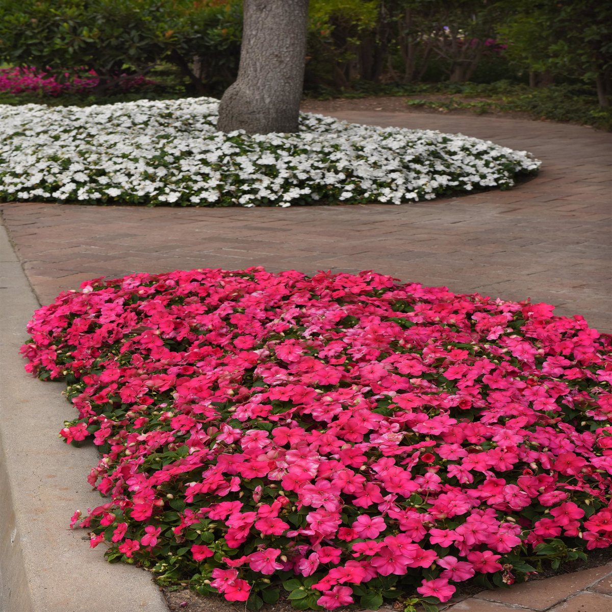 Impatiens Walleriana Beacon Rose Impatiens | SiteOne
