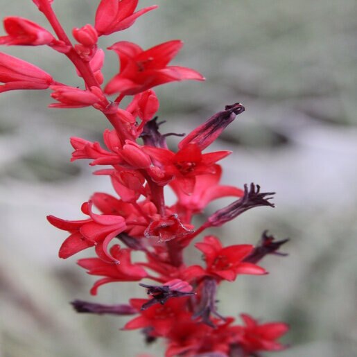 Hesperaloe Parviflora Brakelights Portfolio Red Yucca | SiteOne