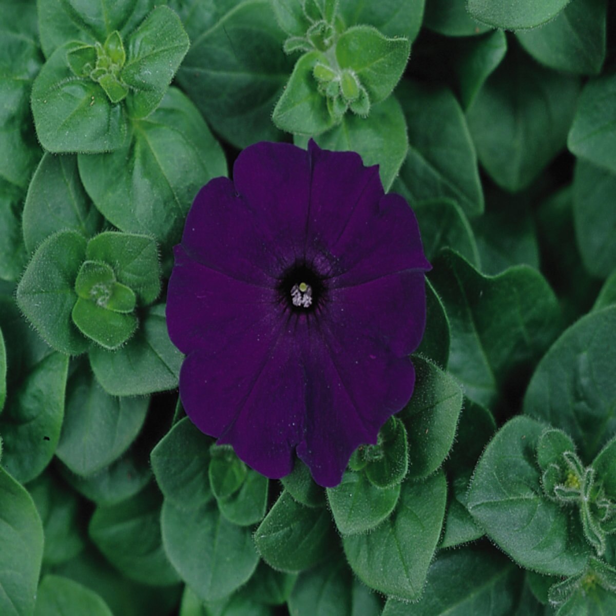 Petunia X Hybrida Madness Midnight Petunia | SiteOne