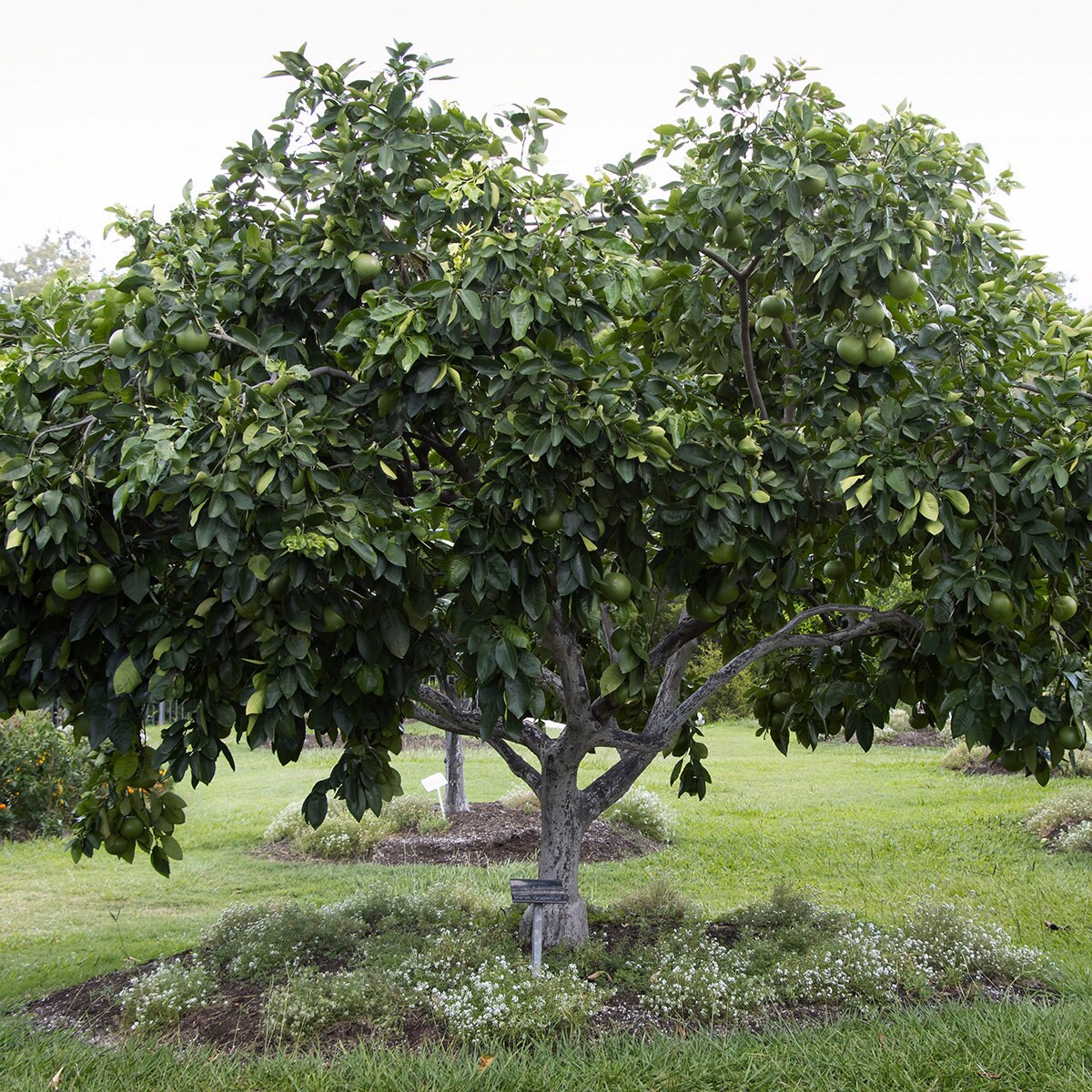 Citrus X Paradisi Marsh Grapefruit | SiteOne