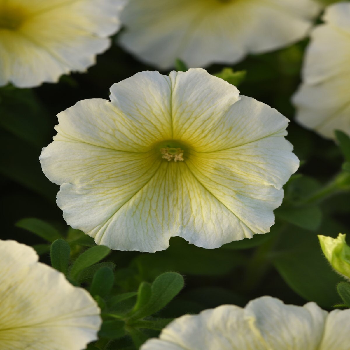 Petunia X Hybrida Madness Yellow Petunia | SiteOne